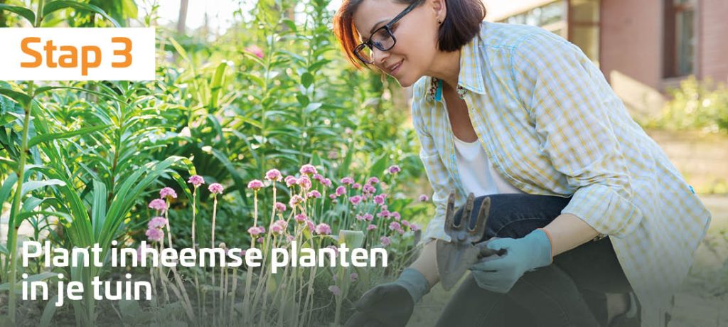 Stap 3 Plant inheemse planten in je tuin | Samen de toekomst